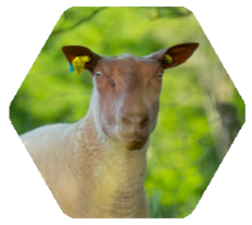 Accueil Aliment Betail Limousin | Aliment Betail Limousin